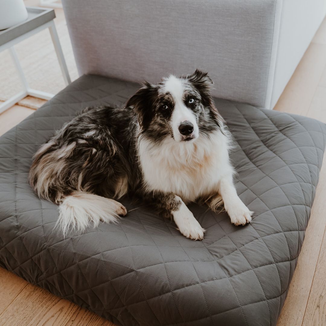 Waterproof dog bed covers – durable & easy to clean – The Coverly